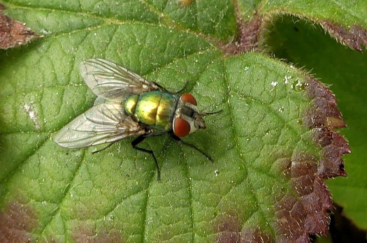 Solve green bottle fly (groene bromvlieg) jigsaw puzzle online with 40 ...