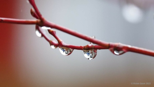 Solve Good morning puzzle jigsaw puzzle online with 60 pieces