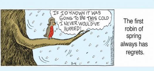 Solve First Robin of Spring jigsaw puzzle online with 36 pieces