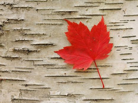 Solve cerveny list javoru (red maple leaf) jigsaw puzzle online with ...