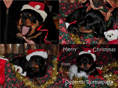 Solve Rottweilers - Christmas Pups jigsaw puzzle online with 165 pieces