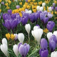 Jigsaw Puzzle Categories | Page 99 | Jigidi.com