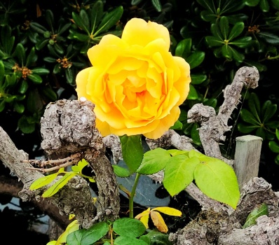 Solve Yellow Rose on Old Cane jigsaw puzzle online with 56 pieces