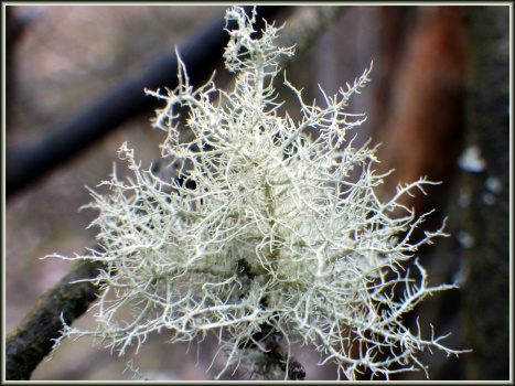 Solve Cute lichen jigsaw puzzle online with 130 pieces