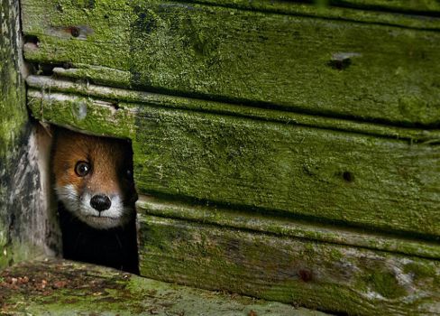 Solve WHERE DOES THE FOX HIDE? jigsaw puzzle online with 117 pieces