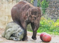 Animal puzzles | Jigidi.com