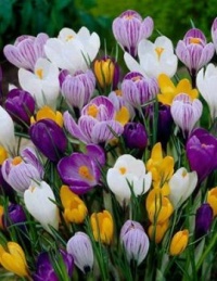 Ai puzzles | Page 7388 | Jigidi.com