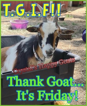 Solve Happy Friday! You've Goat To Have A Good Day! jigsaw puzzle ...