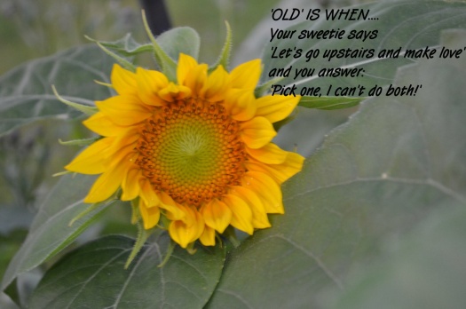 Solve Daily Smile ("OLD" is WHEN) jigsaw puzzle online with 12 pieces