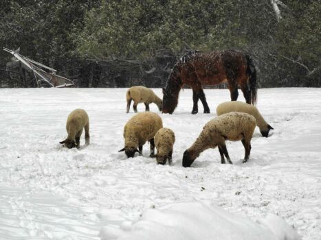 Solve Horse and sheep jigsaw puzzle online with 20 pieces