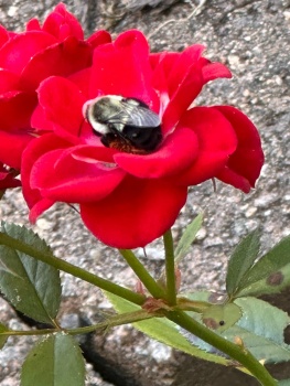 Solve Busy bee--red rose jigsaw puzzle online with 63 pieces