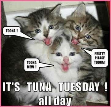 Solve The Cat Version Of Taco Tuesday! jigsaw puzzle online with 36 pieces