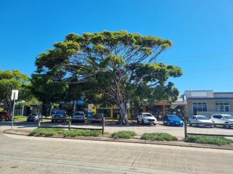 Solve Fig Tree jigsaw puzzle online with 20 pieces