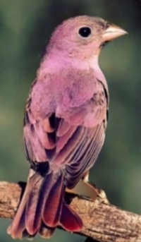 Animal puzzles | Jigidi.com