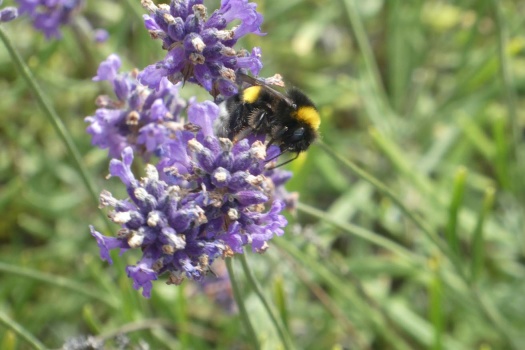 Solve Aardhommel / Bombus terrestris on Lavendel jigsaw puzzle online ...