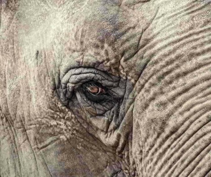 Solve Elephant jigsaw puzzle online with 80 pieces