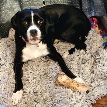 Solve Rosie's got a bone jigsaw puzzle online with 25 pieces