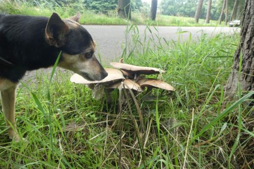 Solve Showing that Bambi's snout is getting greyer and greyer. She is ...