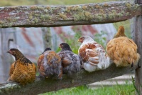 Animal puzzles | Page 2 | Jigidi.com