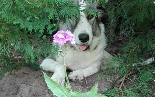 Solve find me jigsaw puzzle online with 198 pieces