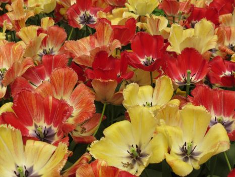 Solve Red and Yellow jigsaw puzzle online with 130 pieces