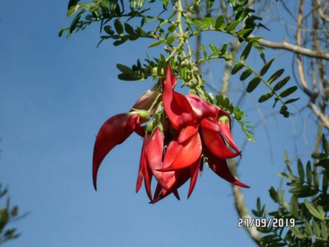 Solve Kaka Beak tree jigsaw puzzle online with 12 pieces