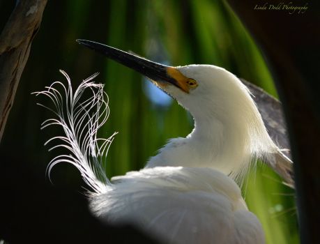 Solve Snowy Egret, Preening jigsaw puzzle online with 475 pieces