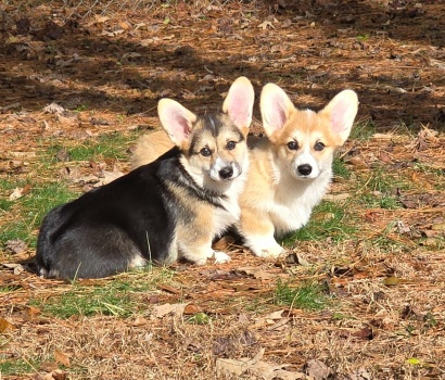 Solve Kitty & Peaches - Pembroke Welsh Corgis - 4 months jigsaw puzzle ...