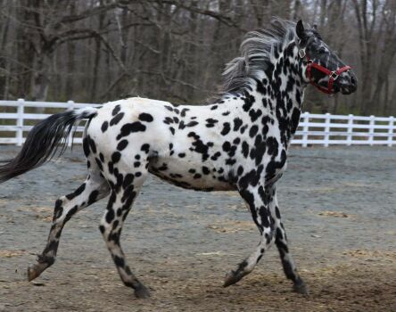 Solve Pizzazz, Leopard Friesian X Appaloosa Stallion jigsaw puzzle ...