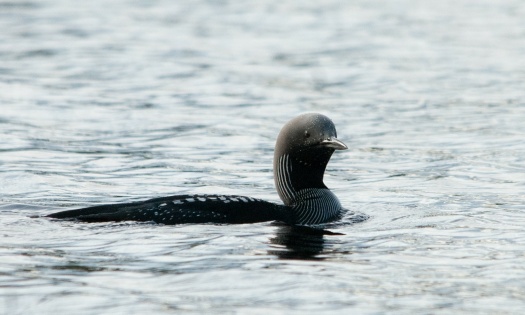 Solve kuikka jigsaw puzzle online with 144 pieces