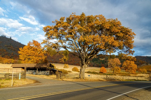 Solve FALL IN SOUTHERN OREGON jigsaw puzzle online with 77 pieces