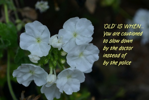 Solve Daily Smile ("OLD" is WHEN) jigsaw puzzle online with 12 pieces