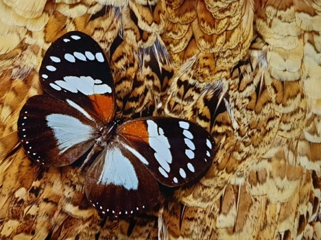 Solve FOREST QUEEN BUTTERFLY jigsaw puzzle online with 35 pieces