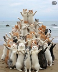 Animal puzzles | Jigidi.com