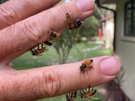 Solve Bees eating tree sap off my fingers. jigsaw puzzle online with 88 ...