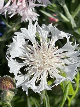 Solve WHITE BACHELOR BUTTON jigsaw puzzle online with 20 pieces