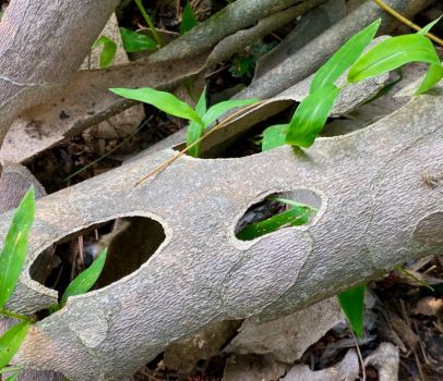 Solve Tree Bark jigsaw puzzle online with 12 pieces