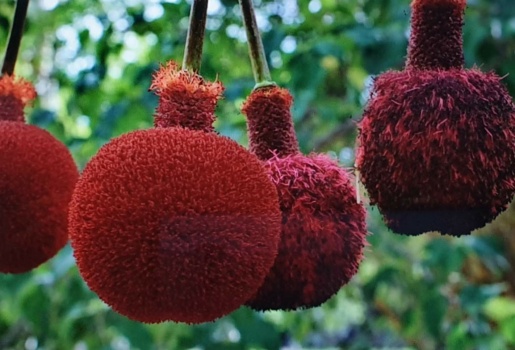 Solve AFRICAN LOCUST BEAN FLOWER jigsaw puzzle online with 35 pieces