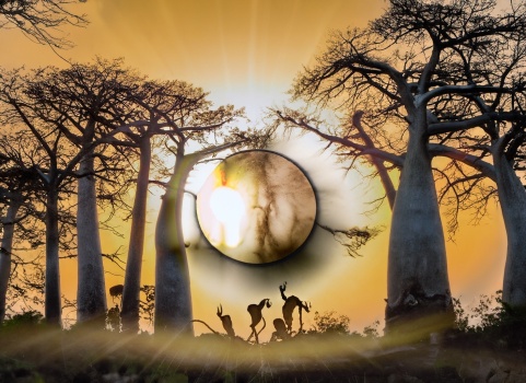 Solve Good Morning Madagascar jigsaw puzzle online with 108 pieces