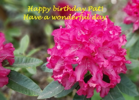 Solve Happy Birthday Pat (pkin38) jigsaw puzzle online with 12 pieces