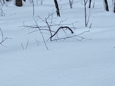 Solve Snow Challenge ( INSANE SIZE ) jigsaw puzzle online with 594 pieces