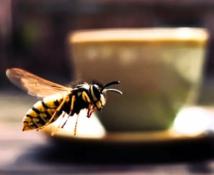 Solve 2024 ROYAL ENTOMOLOGICAL SOCIETY INSECT WEEK PHOTOGRAHY ...