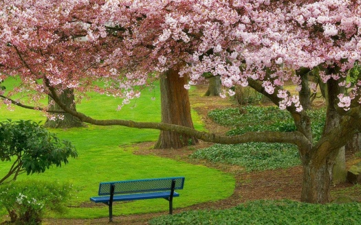 Solve Spring is Near 🌷🌸 jigsaw puzzle online with 104 pieces