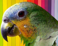 Animal puzzles | Jigidi.com