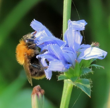 Solve carderbee on common chicory (akkerhommel op cichorei) jigsaw ...
