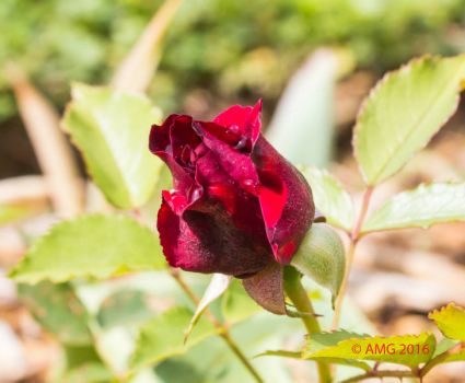 Solve Pinocchio Bud jigsaw puzzle online with 12 pieces