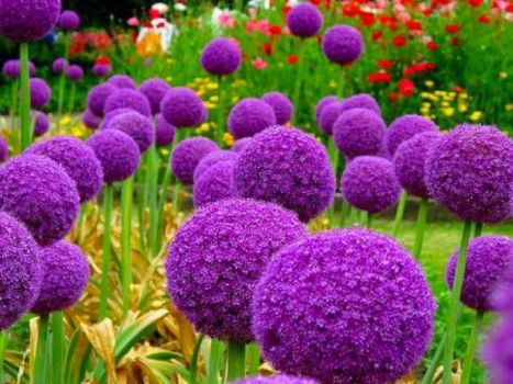 Solve Purple Ball Flower - Allium giganteum jigsaw puzzle online with ...