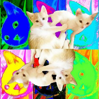 Solve Def Jam Ice Cube Couch Potato Cat jigsaw puzzle online with 289 ...