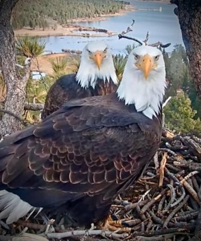 Solve Jackie and Shadow jigsaw puzzle online with 42 pieces