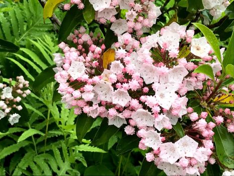Solve Mountain Laurel-Connecticut State Flower jigsaw puzzle online ...